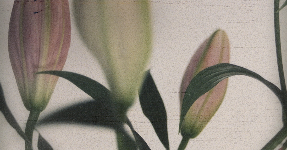 Background & Origins - Female Genital Mutilation and New Zealand